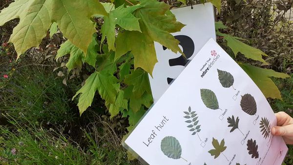 Woodland Activities with Schools | Edinburgh & Lothians Greenspace Trust