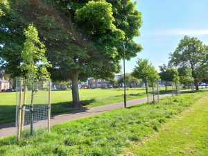 Edinburgh Million Tree City | Edinburgh & Lothians Greenspace Trust