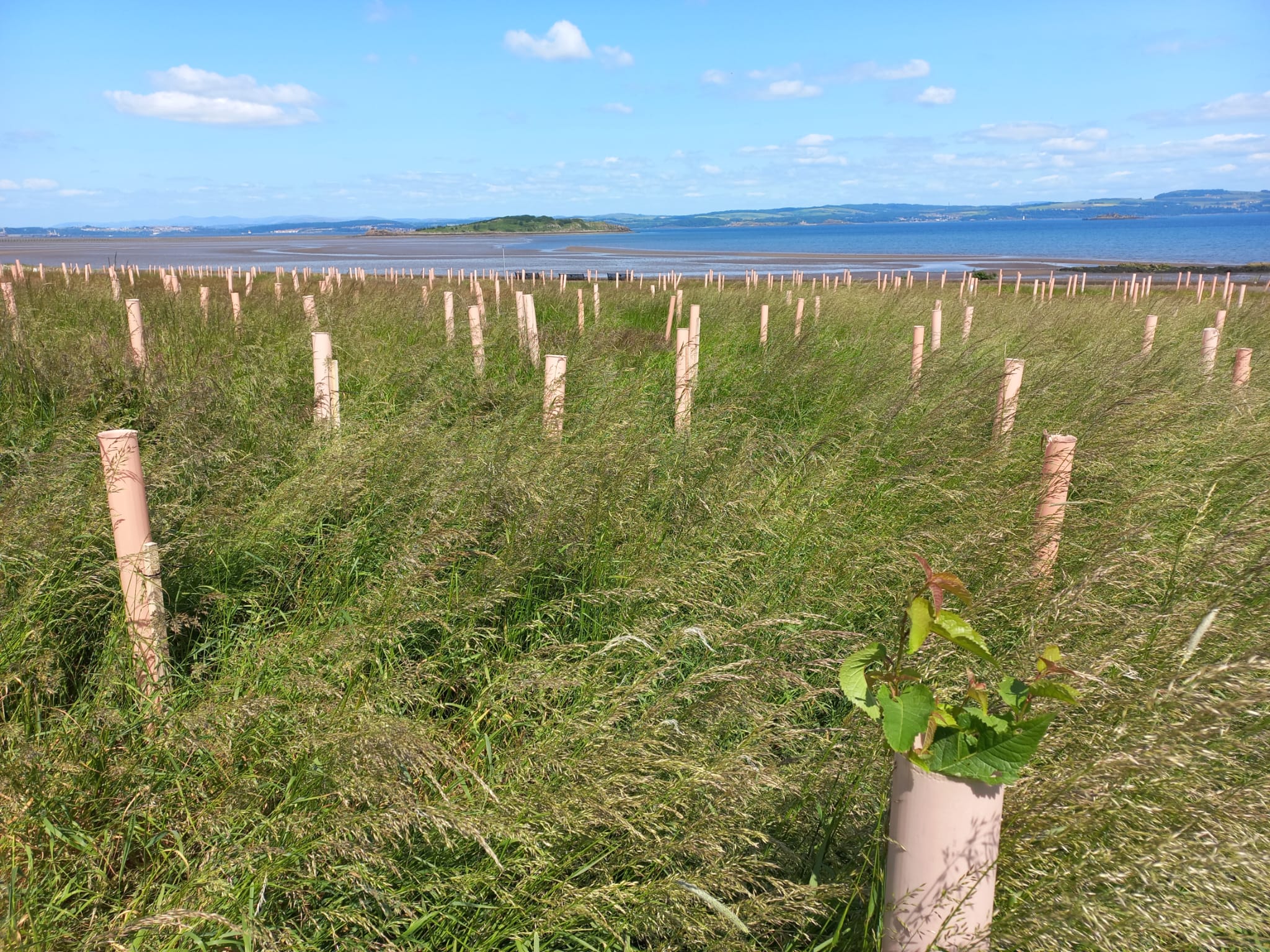 Edinburgh Million Tree City | Edinburgh & Lothians Greenspace Trust