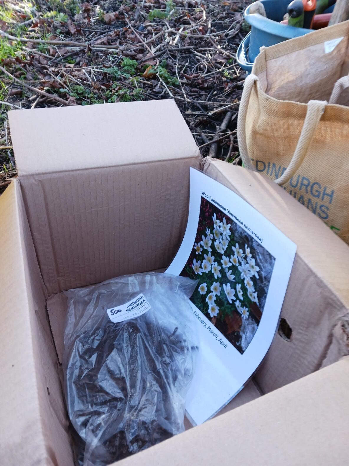 Pilrig Park Millennium Community Woodland | Edinburgh & Lothians ...