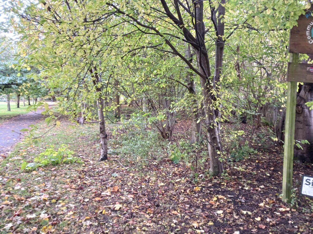 Pilrig Park Millennium Community Woodland | Edinburgh & Lothians ...